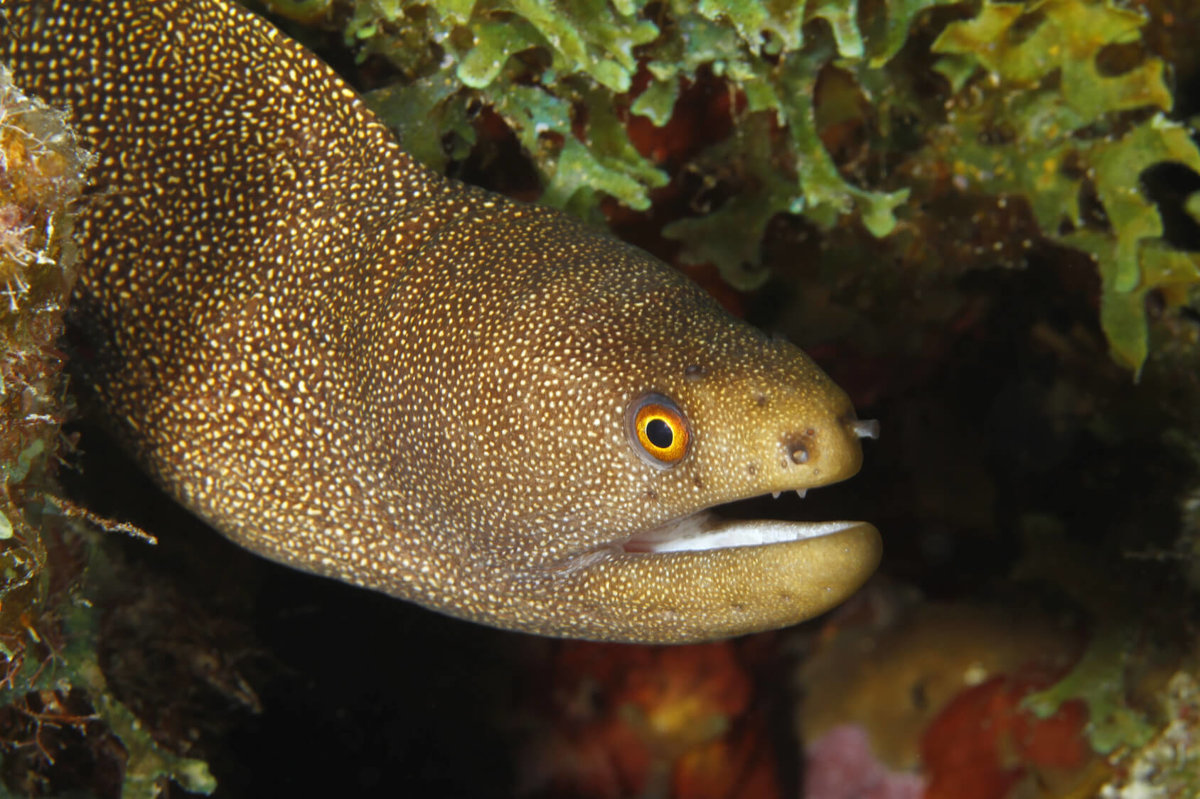 Fish Fish Animal Encyclopedia Fish Fish Animal Encyclopedia