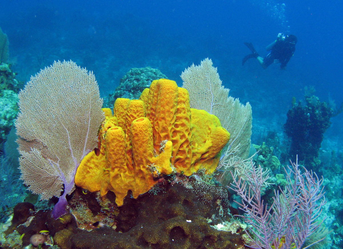 Sponges Invertebrates Animal Encyclopedia Sponges Invertebrates Animal Encyclopedia