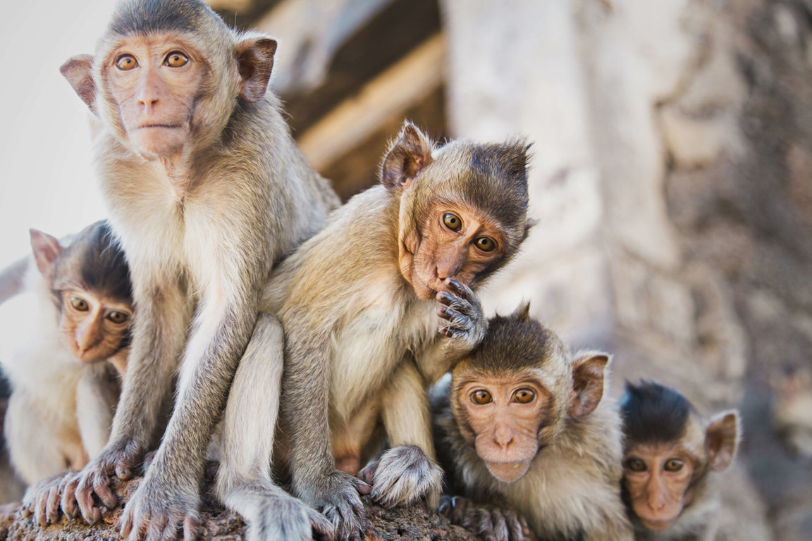 Monkey Invasion Wild Earth News Facts